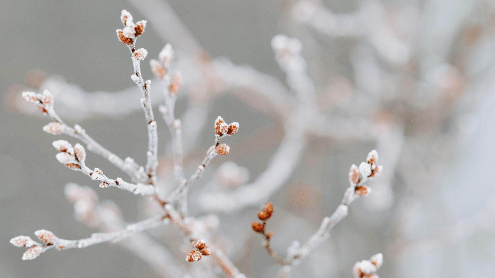 Artisan Honey Brands | The Artisan Founder